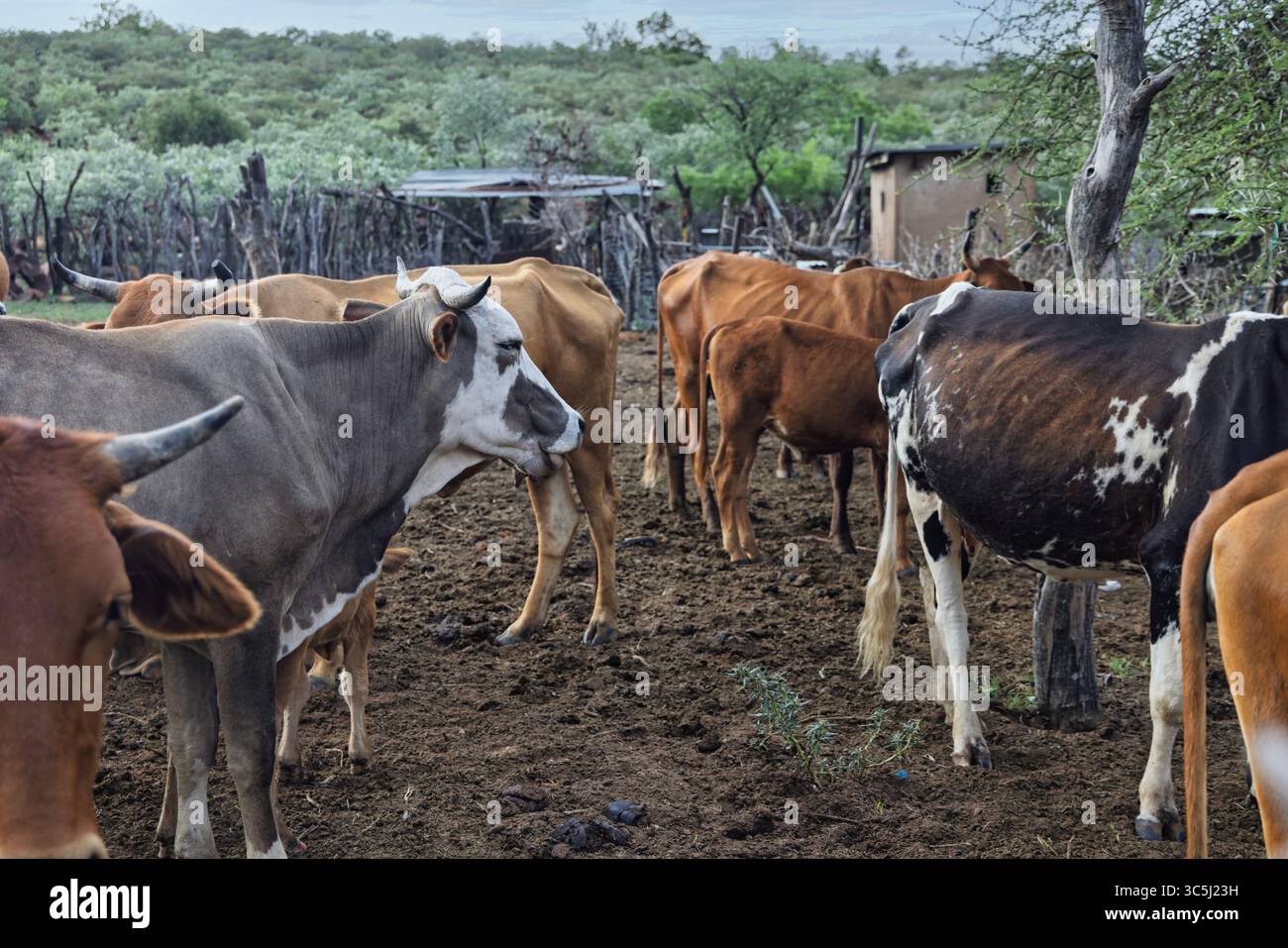livestock cattle cows in enclosure, african village kraal for cattle or ...