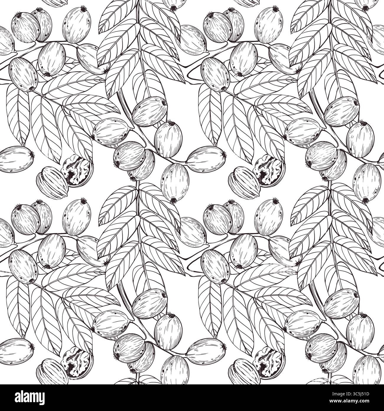 Walnuts walnut leaves in Stock Vector Images - Alamy