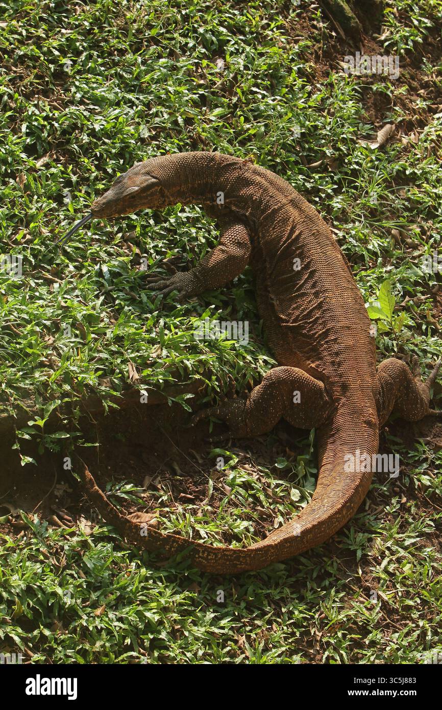Monitor lizard from above hi-res stock photography and images - Alamy
