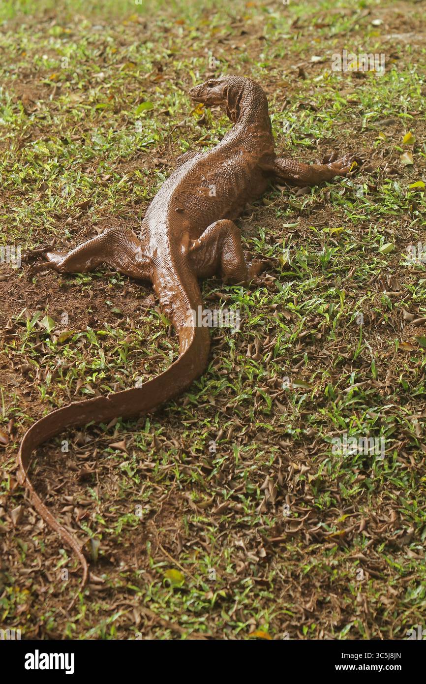 Monitor lizard from above hi-res stock photography and images - Alamy