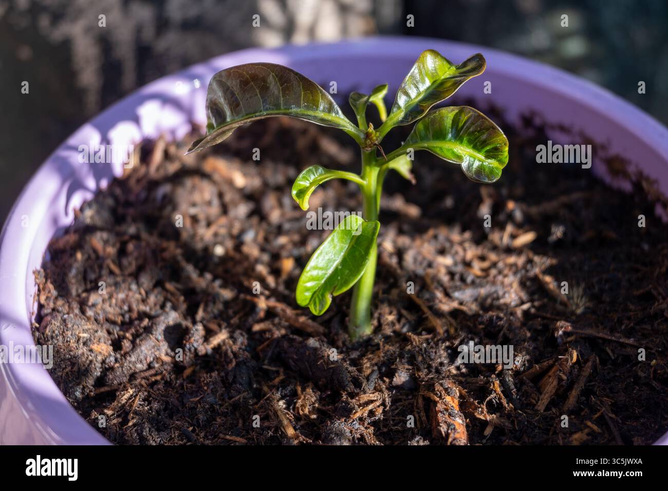 Growing exotic mango tree tropical fruit from a seed, germinated sprout ...