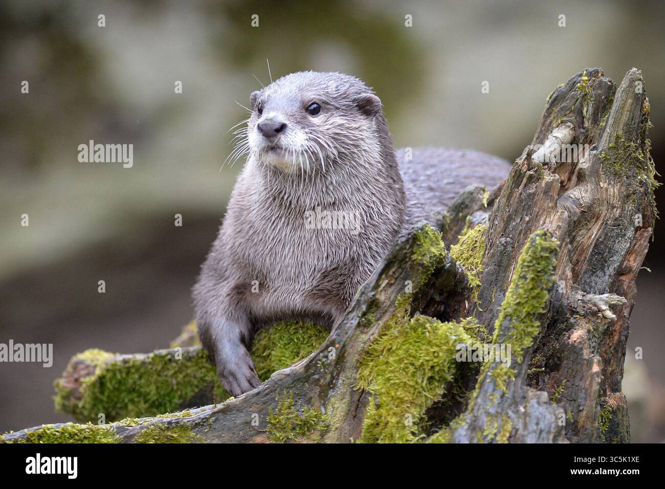 Clawed animal explores hi-res stock photography and images - Alamy