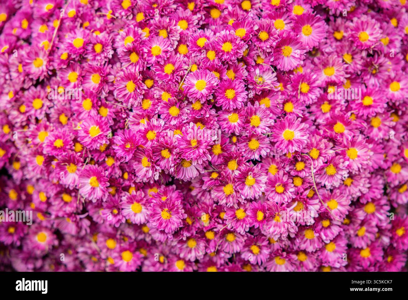 Vibrant array of flowers hi-res stock photography and images - Alamy