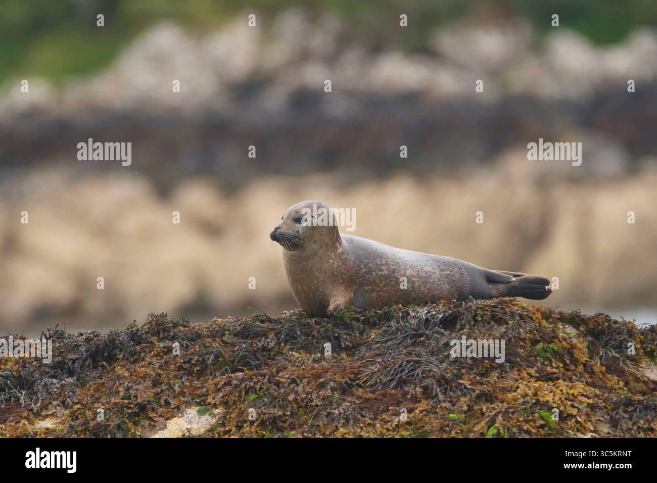 Boor rocks hi-res stock photography and images - Alamy