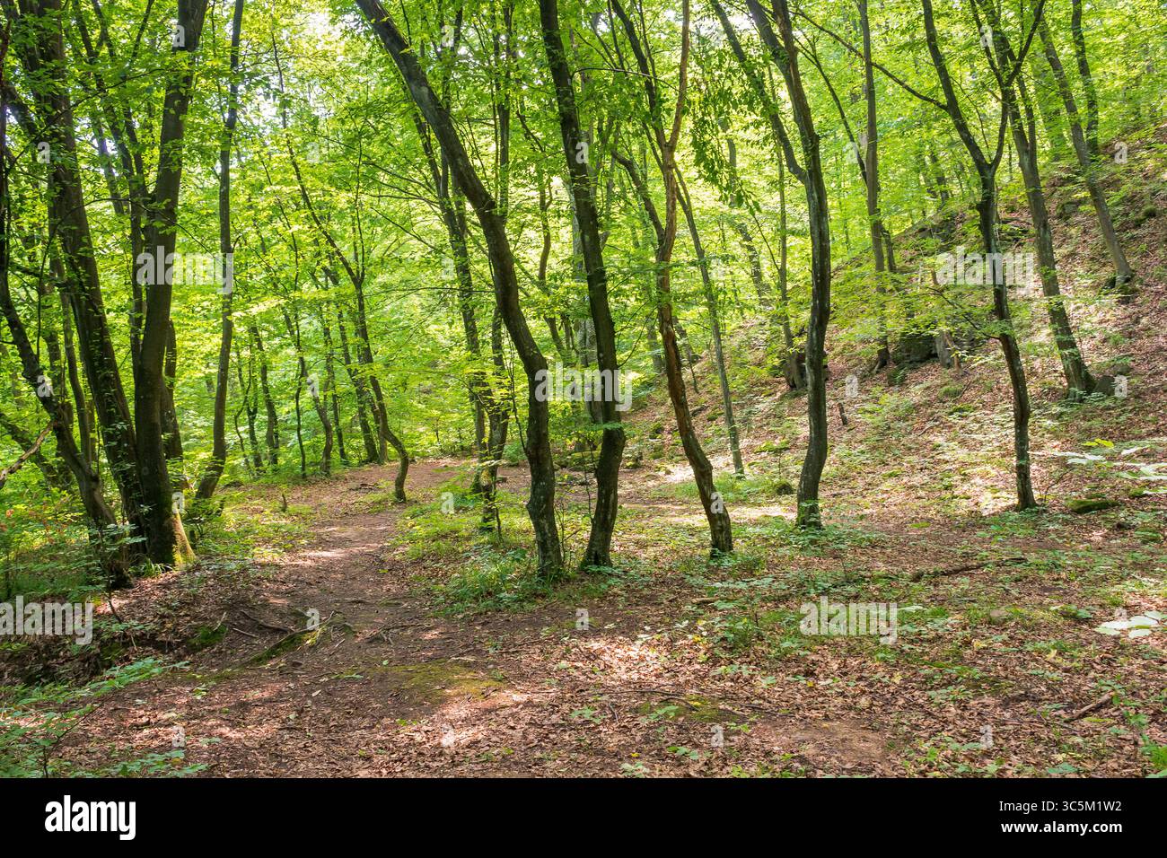 green nature environment of the beech forest in summer. beautiful ...