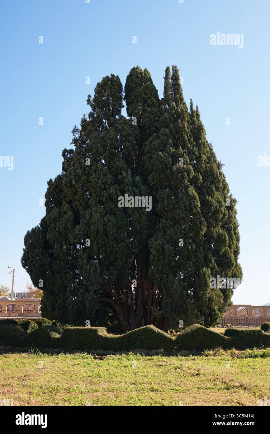 Zoroastrian cypress Sarv 4500 years old, in the province of Yazd. Iran ...