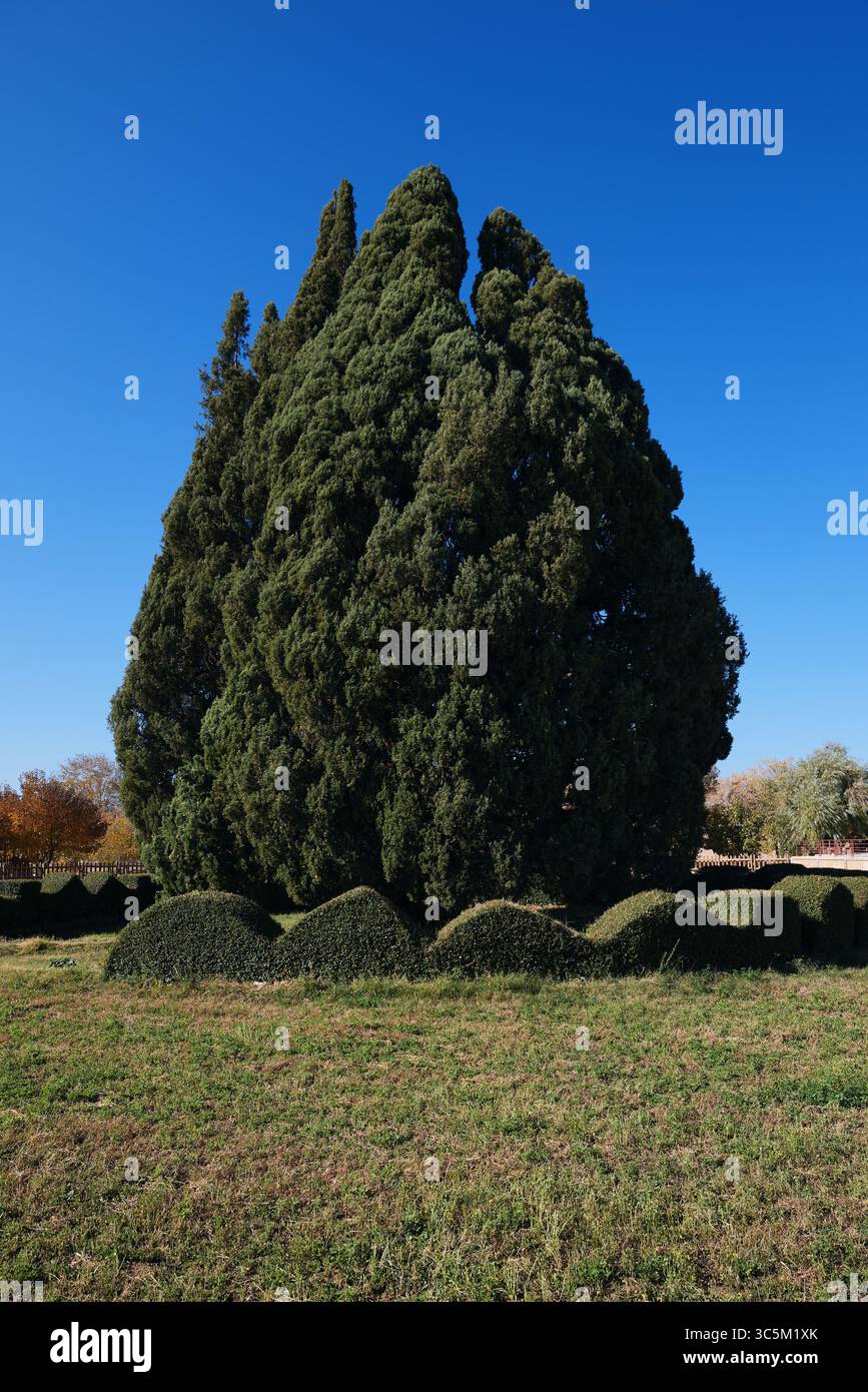Zoroastrian cypress Sarv 4500 years old, in the province of Yazd. Iran ...