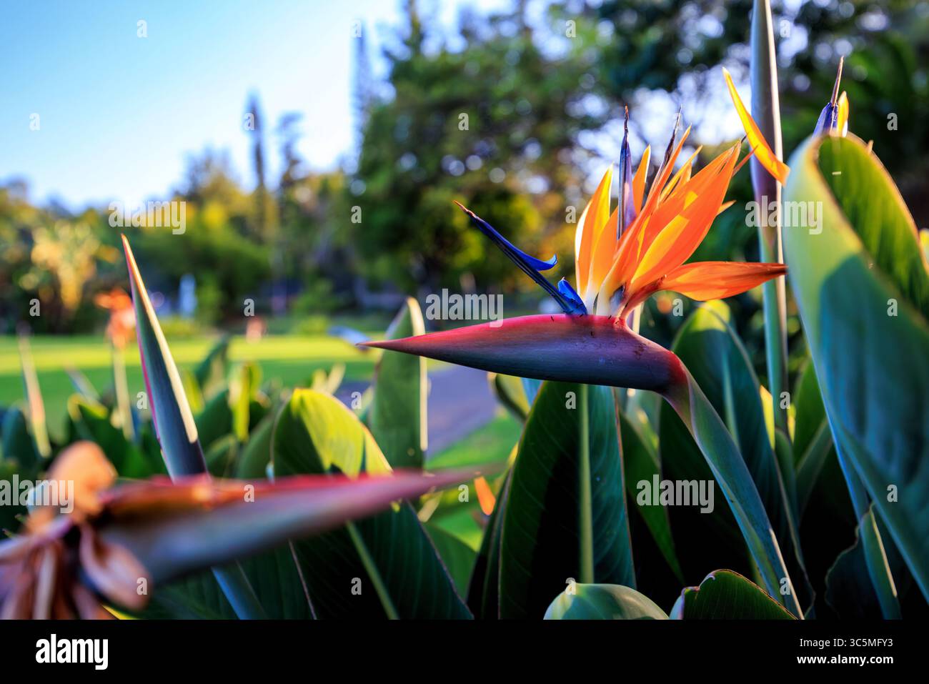 Strelitzia reginae, tropical flowers in Madeira, Portugal. Symbol of ...