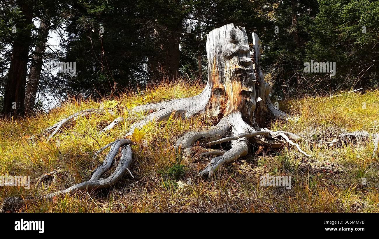 Root arms hi-res stock photography and images - Alamy