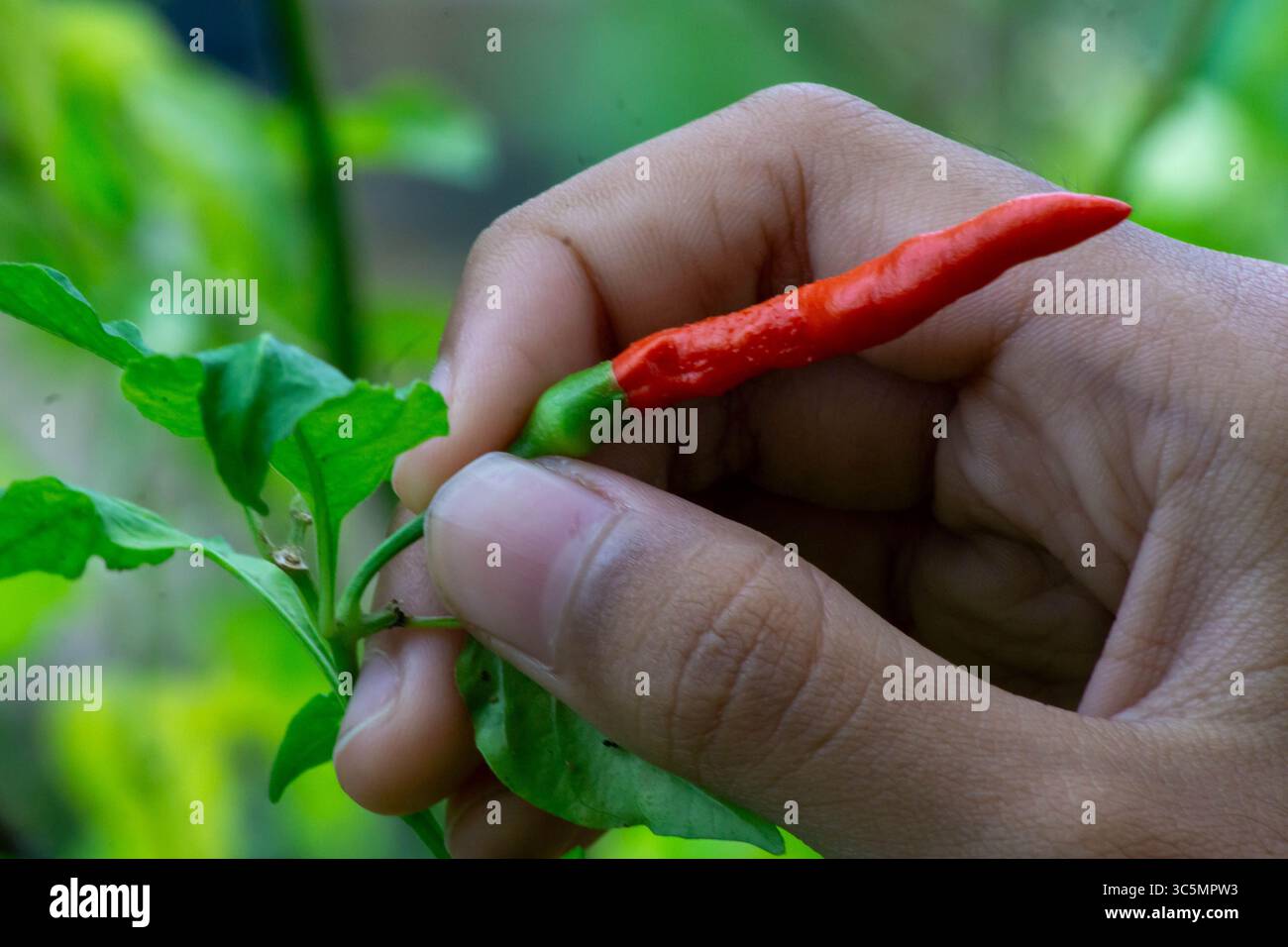 Picking cayenne pepper hi-res stock photography and images - Alamy