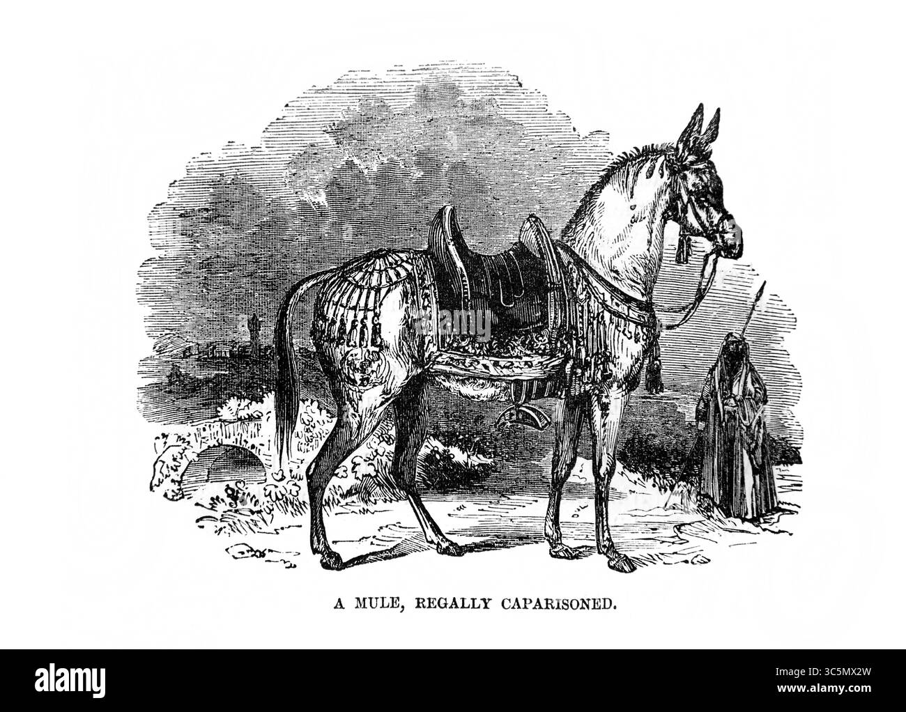 Illustration of a Mule Regally Caparisoned as would have been in King ...
