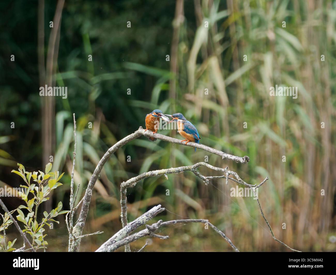 Fish feeding moment hi-res stock photography and images - Alamy