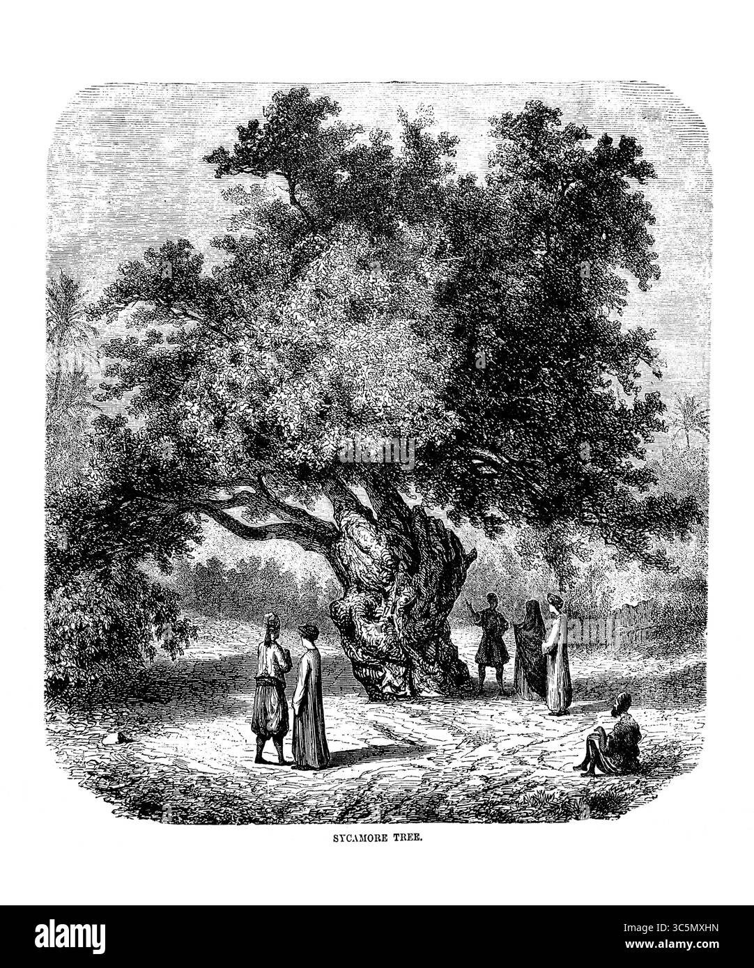 Illustration of a Sycamore Tree mentioned in the Old Testament symbol ...