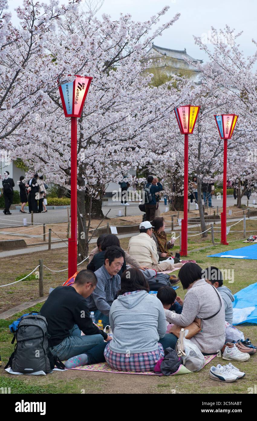 Japanese people enjoying a "hanami" (cherry blossom viewing) picnic ...