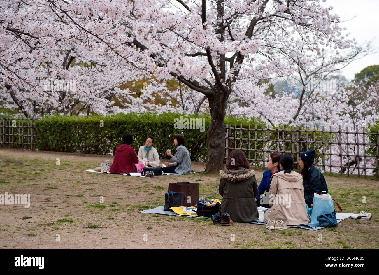 Japanese people enjoying a "hanami" (cherry blossom viewing) picnic ...