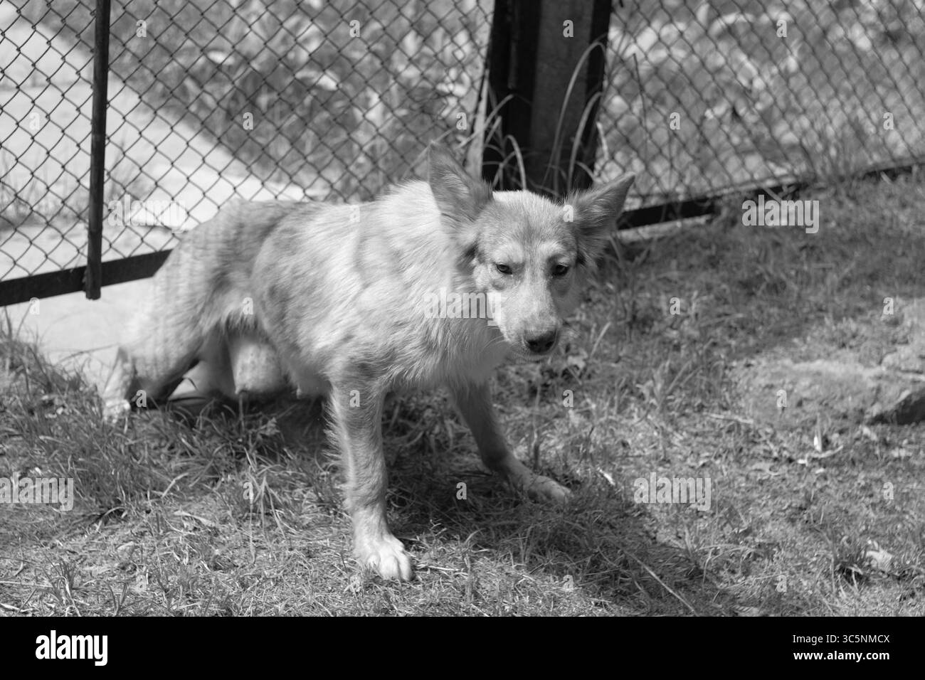 Landscape design garden decorative Black and White Stock Photos ...