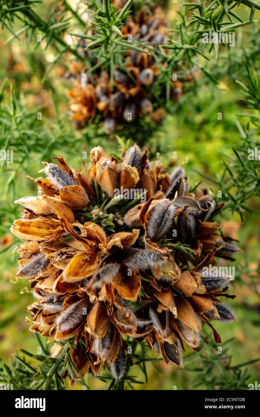 Natural very close up, force perspective, flowering plant portrait ...