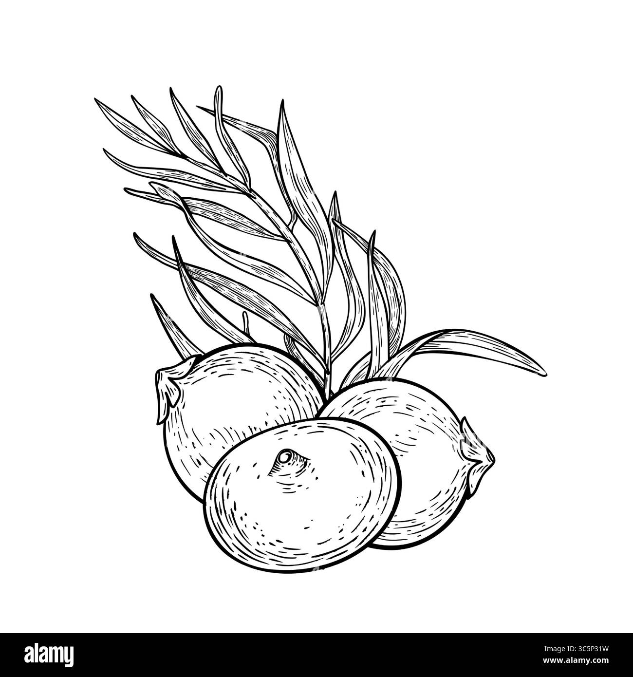 Hand drawn black white vector of acai berry clusters and tropical palm ...