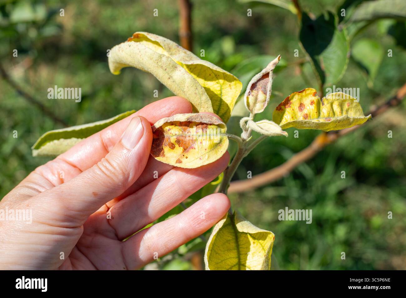 Hand examining apple tree hi-res stock photography and images - Alamy