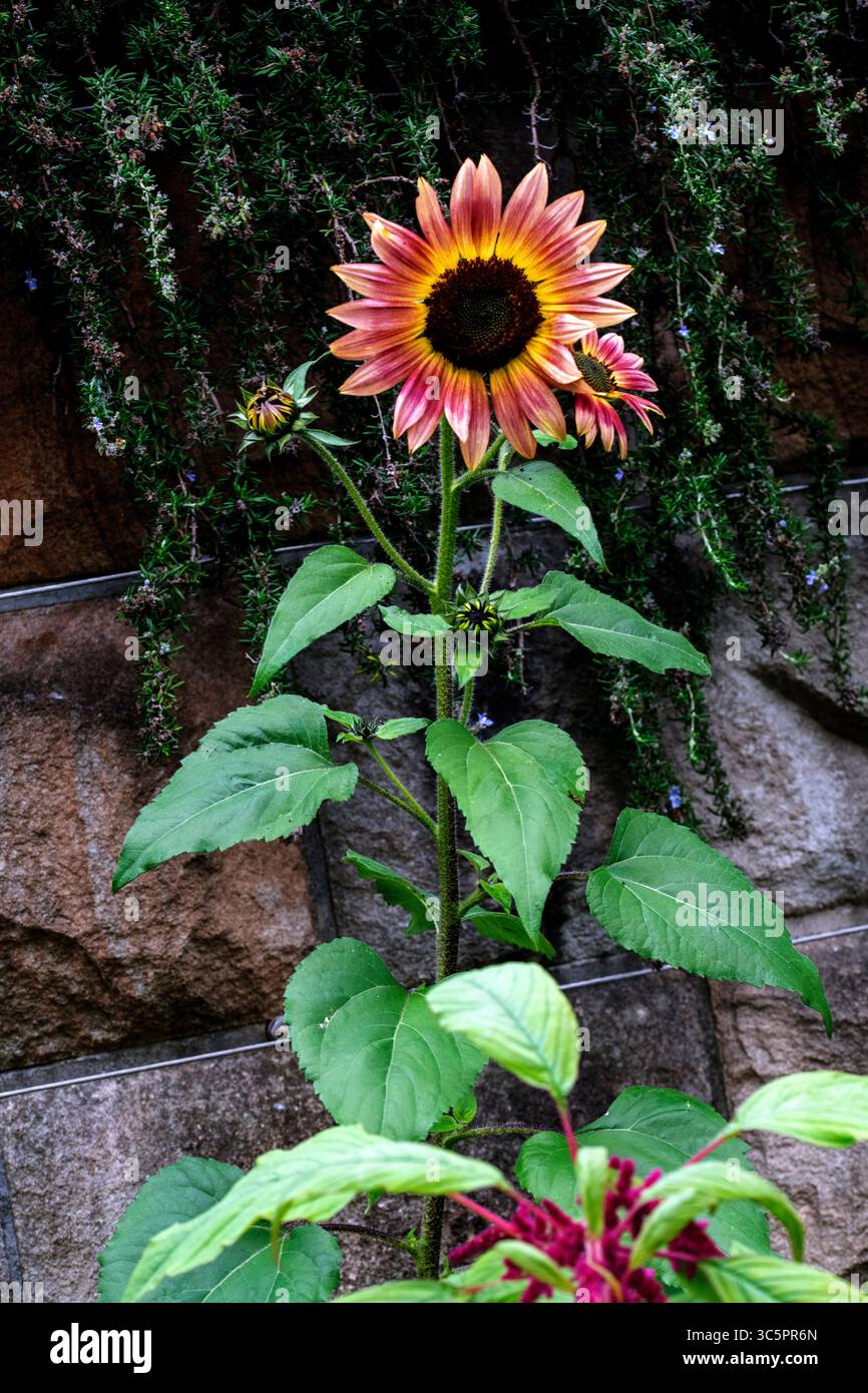 Gypsy Charmer Sunflower (Helianthus annuus) at a garden in Sydney, New ...