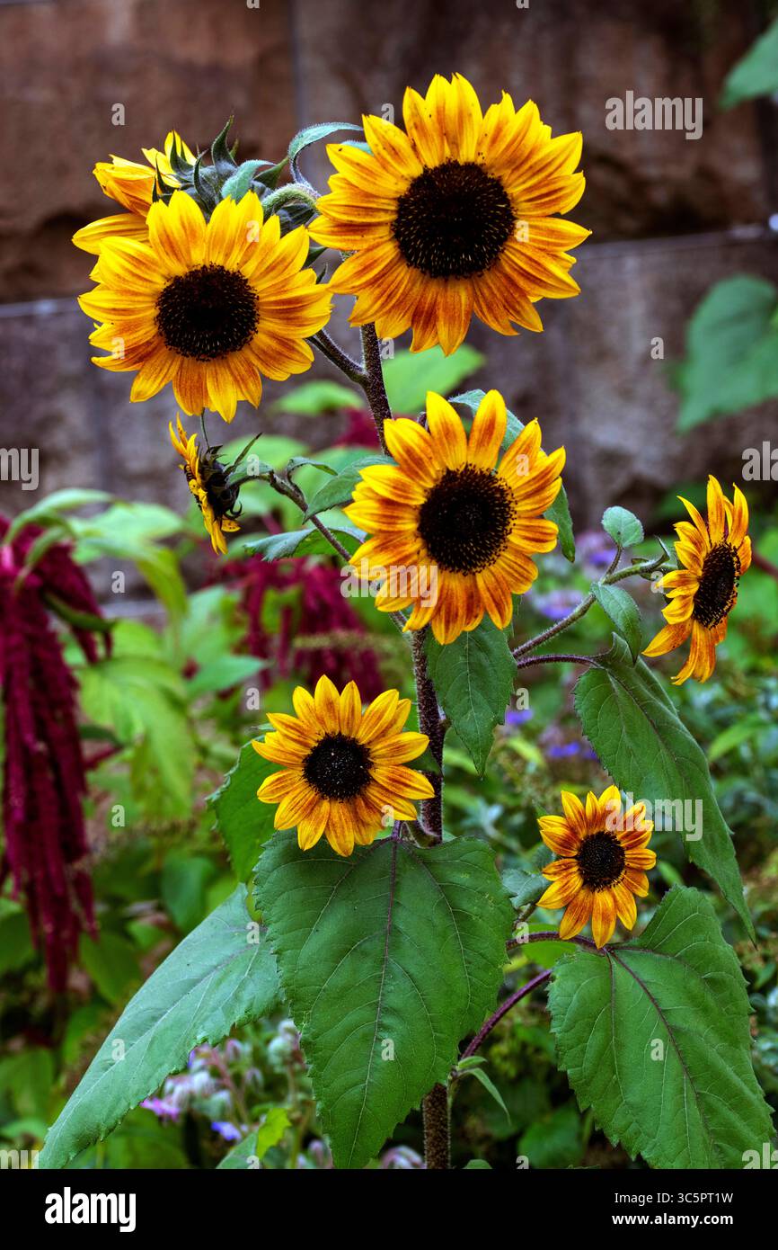 Sunflower (Tiger Eye Hybrid) at a garden in Sydney, New South Wales ...