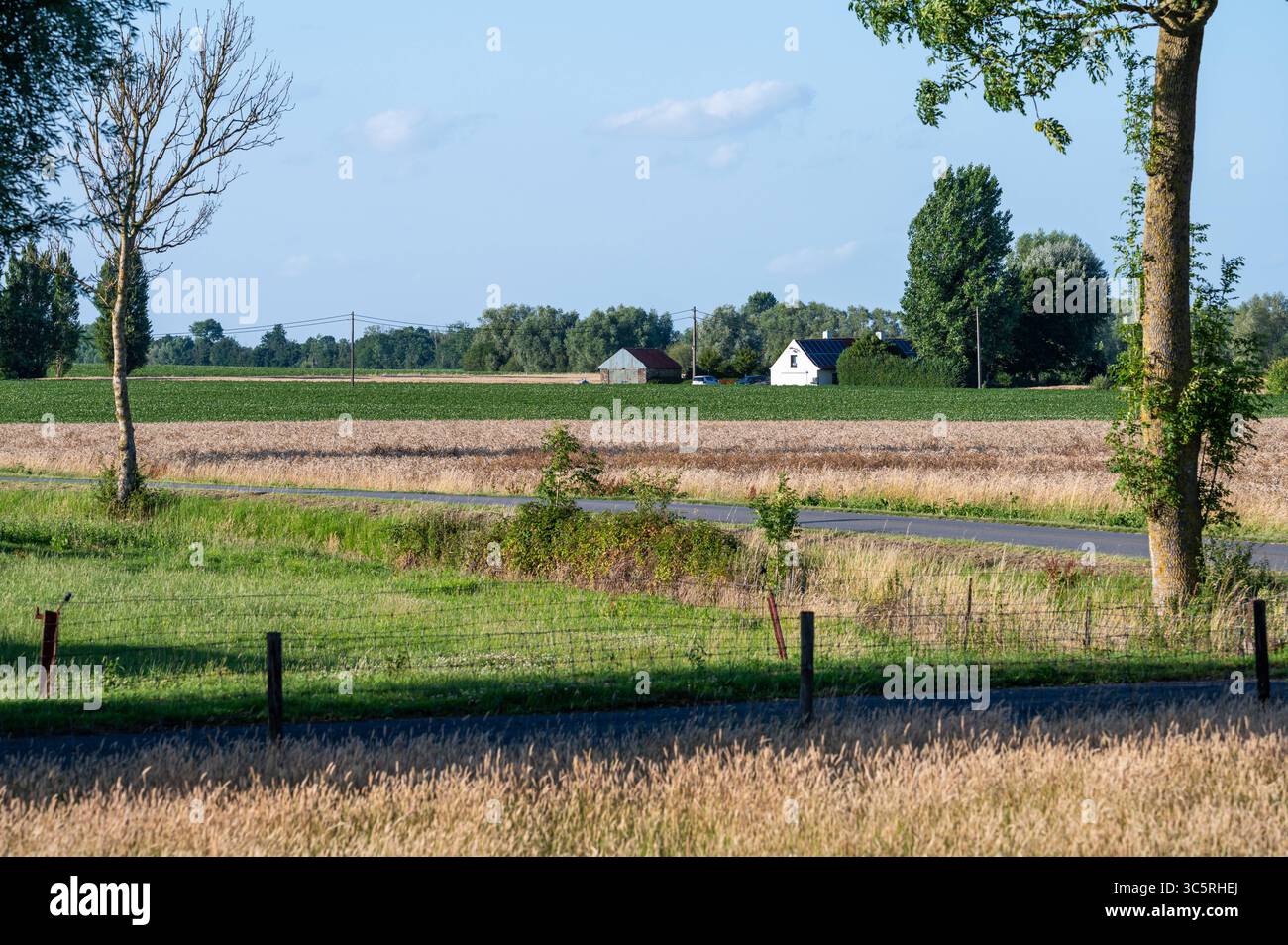 Golden farmland and trees at the Flemish countryside in Pollinkhove, Lo ...