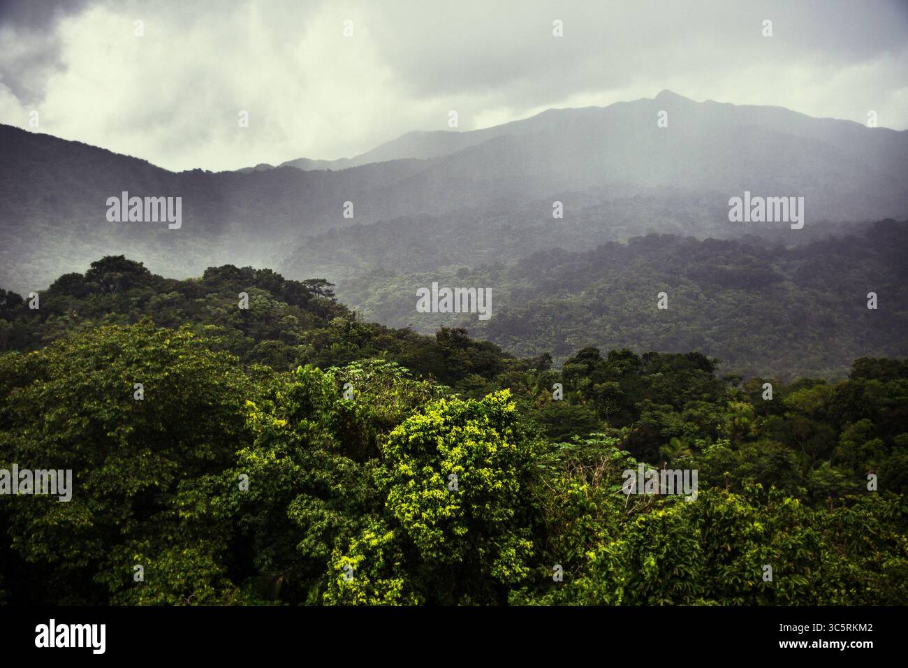 Rain forest canopy puerto rico hi-res stock photography and images - Alamy