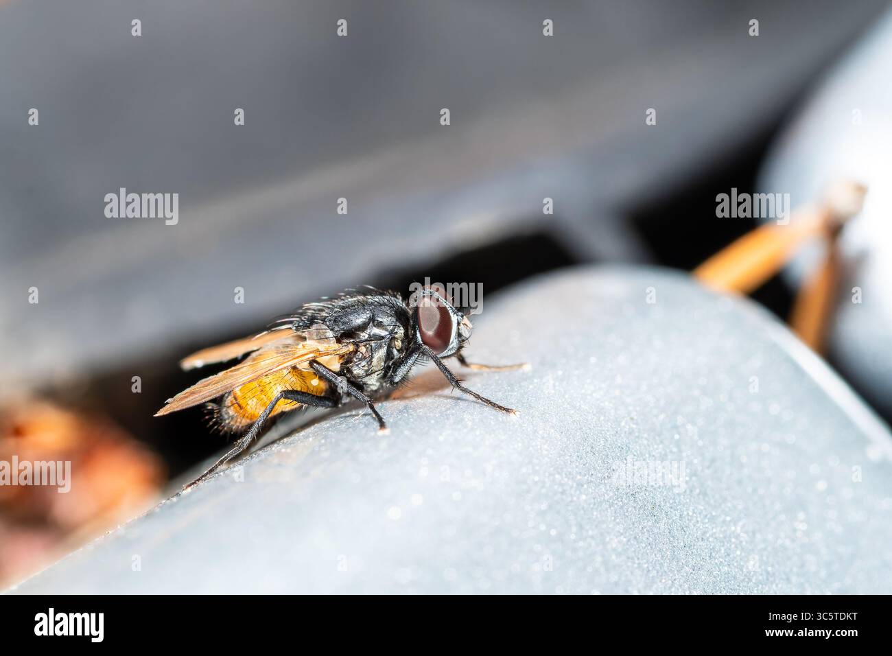 Housefly Musca domestica closeup on flat surface, macro detail of ...