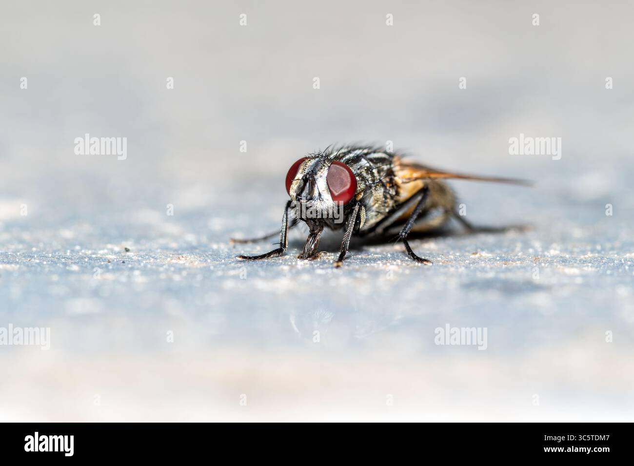 Housefly natural history hi-res stock photography and images - Alamy