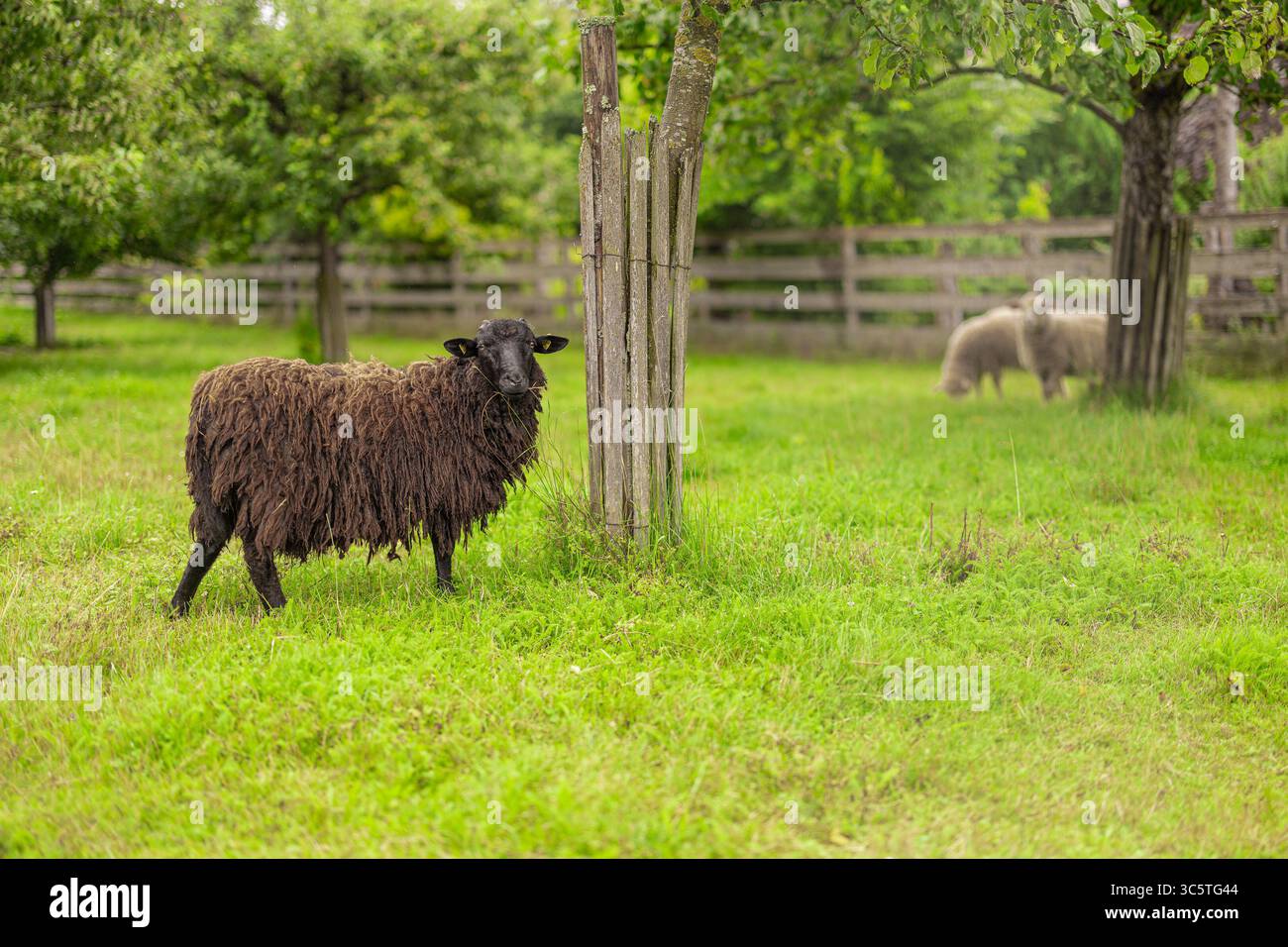 Black sheep shaggy wool stands hi-res stock photography and images - Alamy