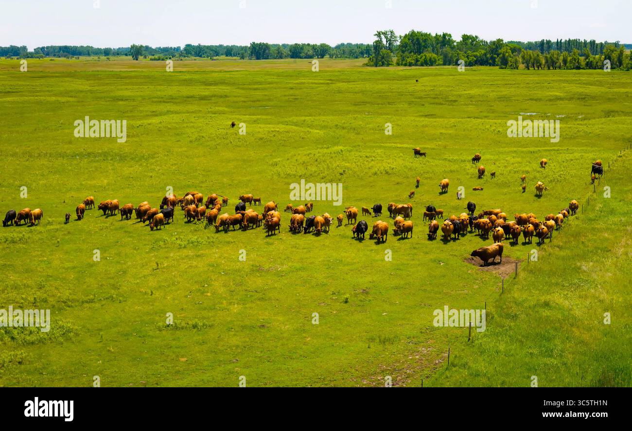 An expansive aerial view captures cattle grazing and feeding across the ...