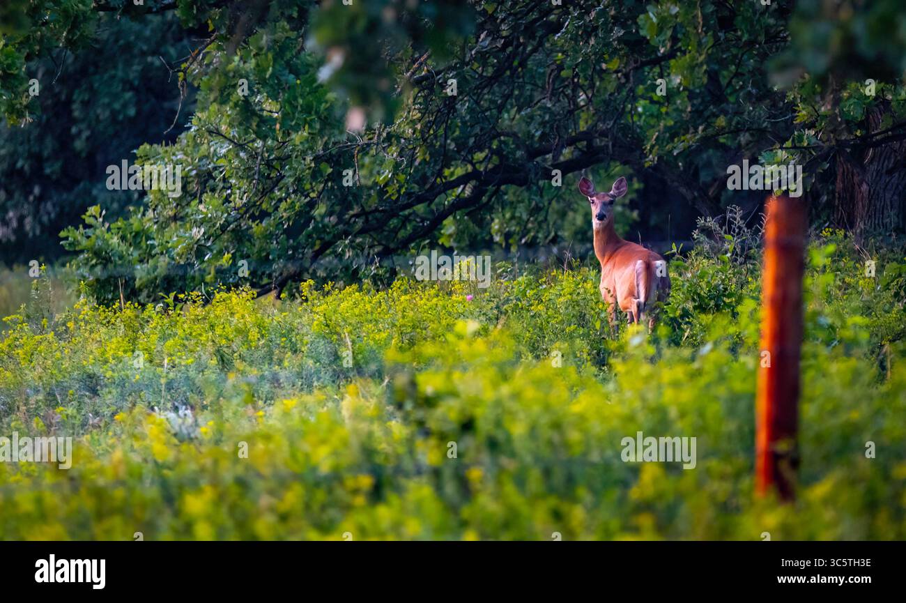 Expansive green fields beneath hi-res stock photography and images - Alamy