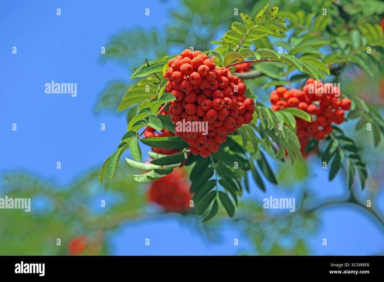 Bäume als Futterquelle Die reifen Früchte der heimischen Eberesche als ...