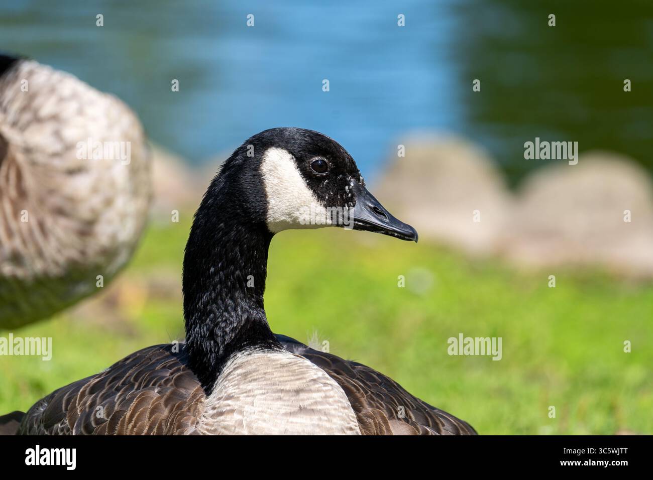 Canada Goose Close-Up by Pond in Summer Stock Photo - Alamy