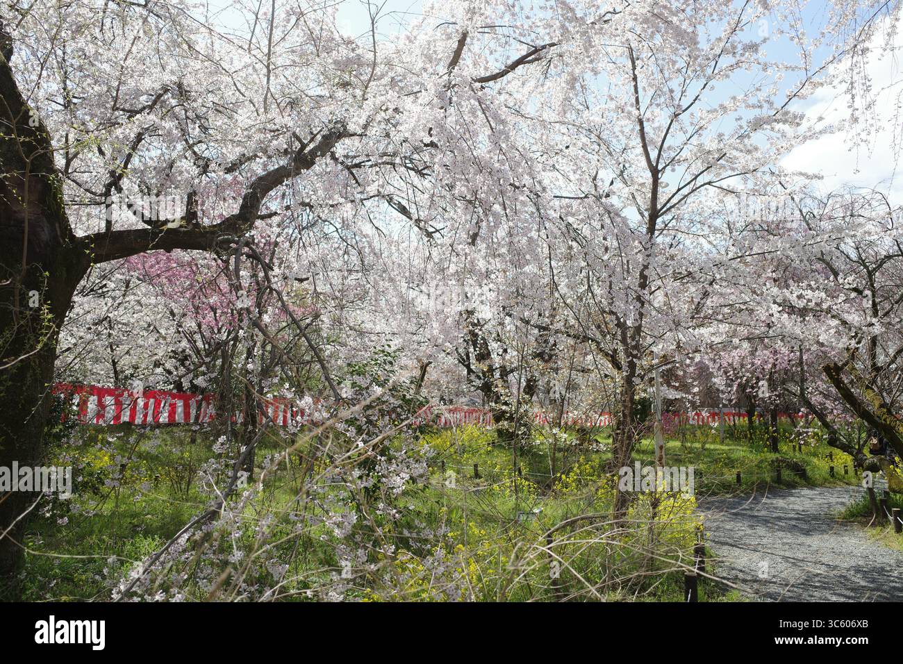 Japanese Sakura (cherry blossoms) and beautiful Japanese spring scenes ...