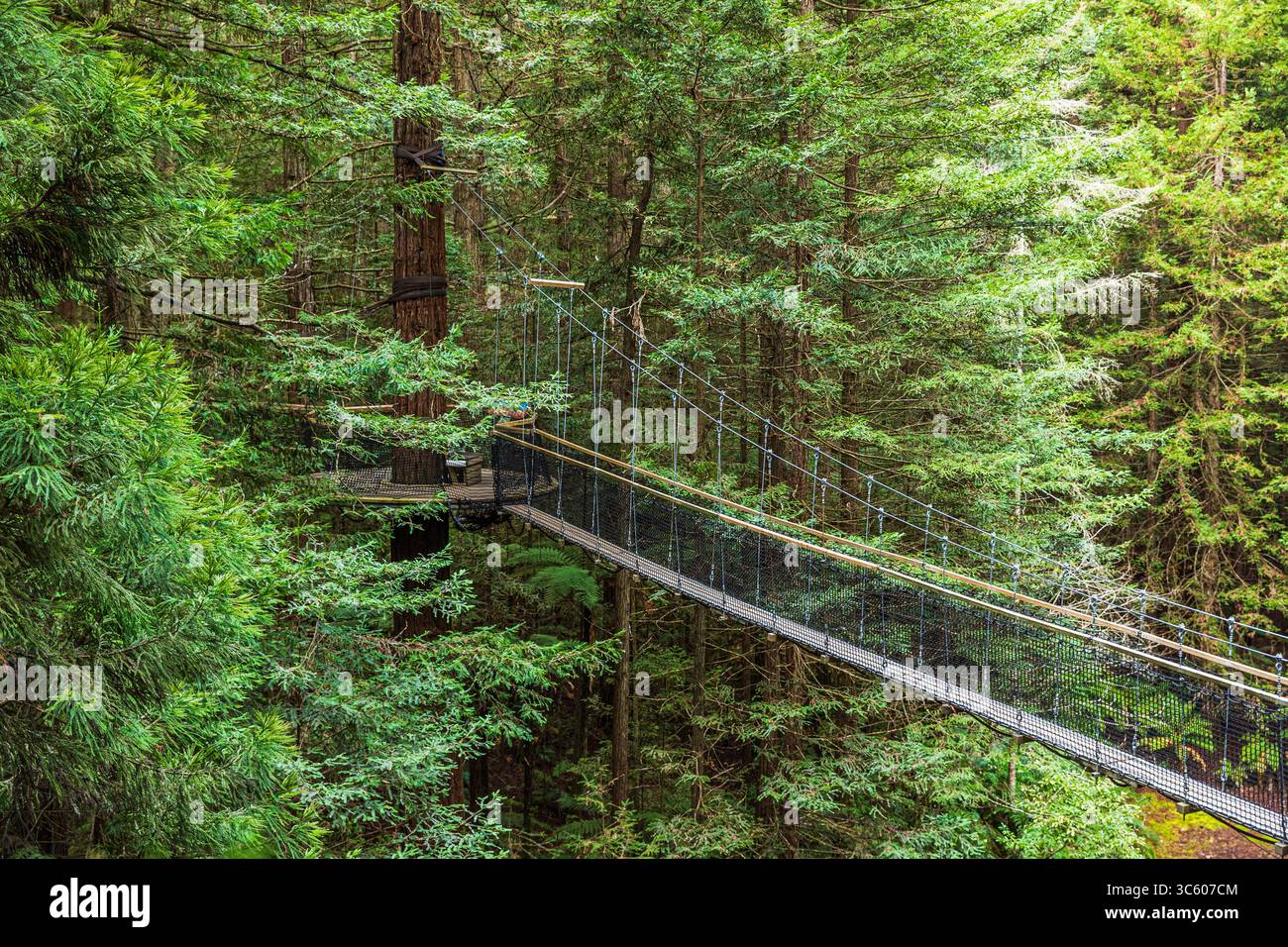 Redwoods Treewalk™ is a 700-metre long, eco-tourism walking experience ...