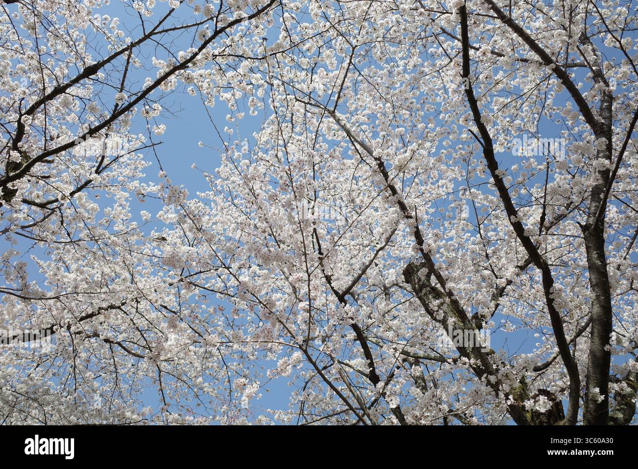 Japanese Sakura (cherry blossoms) and beautiful Japanese spring scenes ...