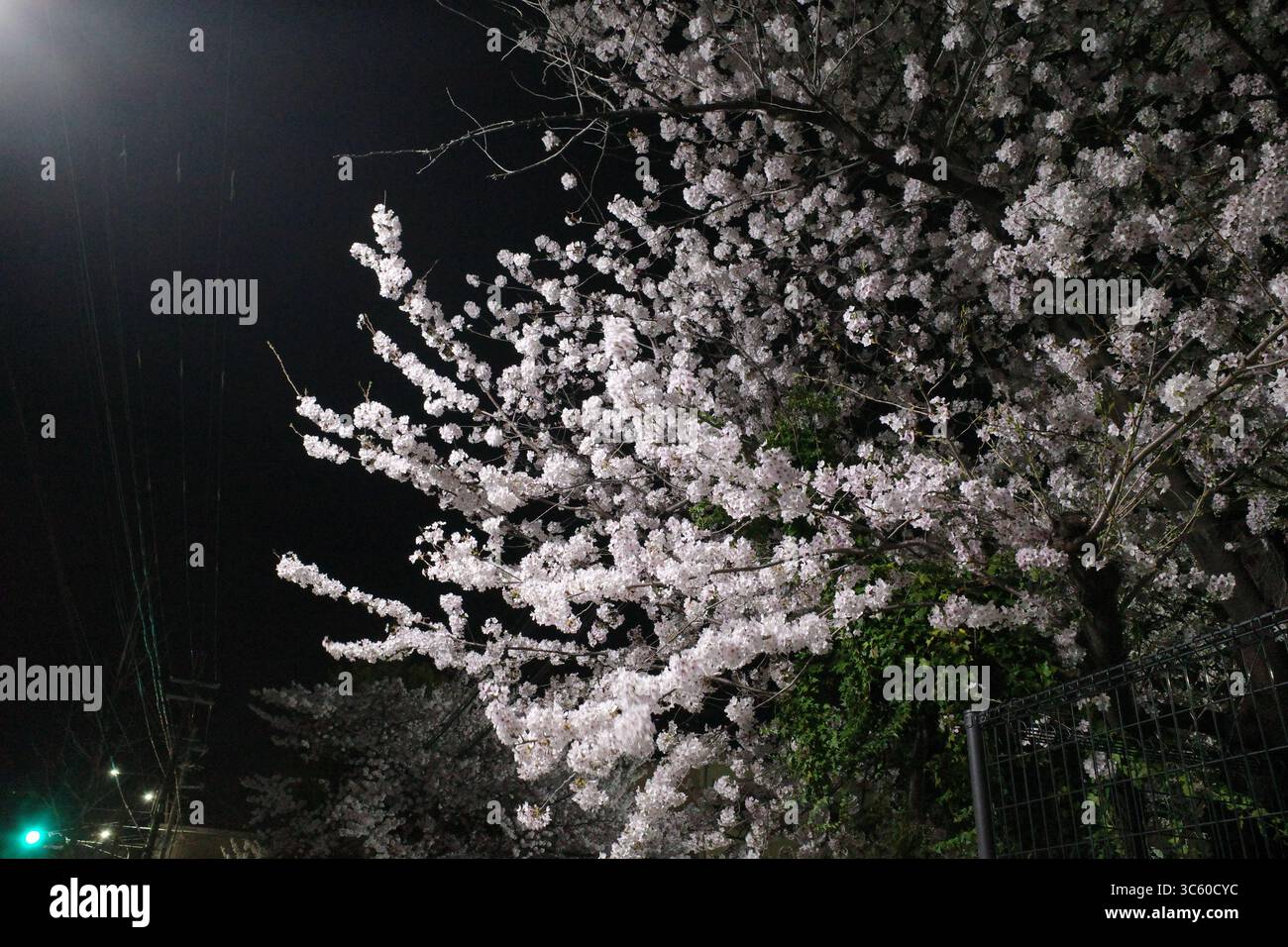 Japanese Sakura (cherry blossoms) and beautiful Japanese spring scenes ...