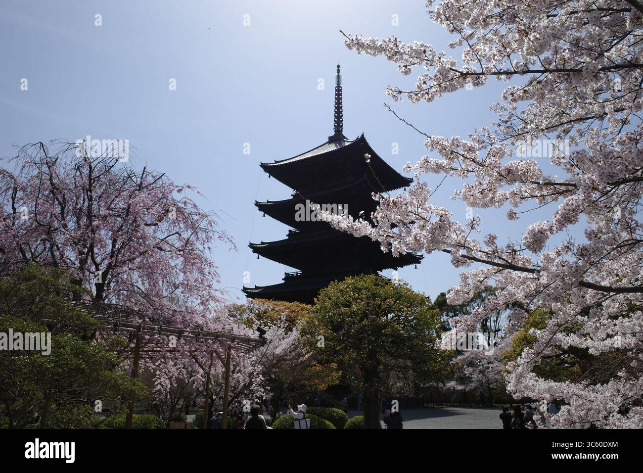 Japanese Sakura (cherry blossoms) and beautiful Japanese spring scenes ...