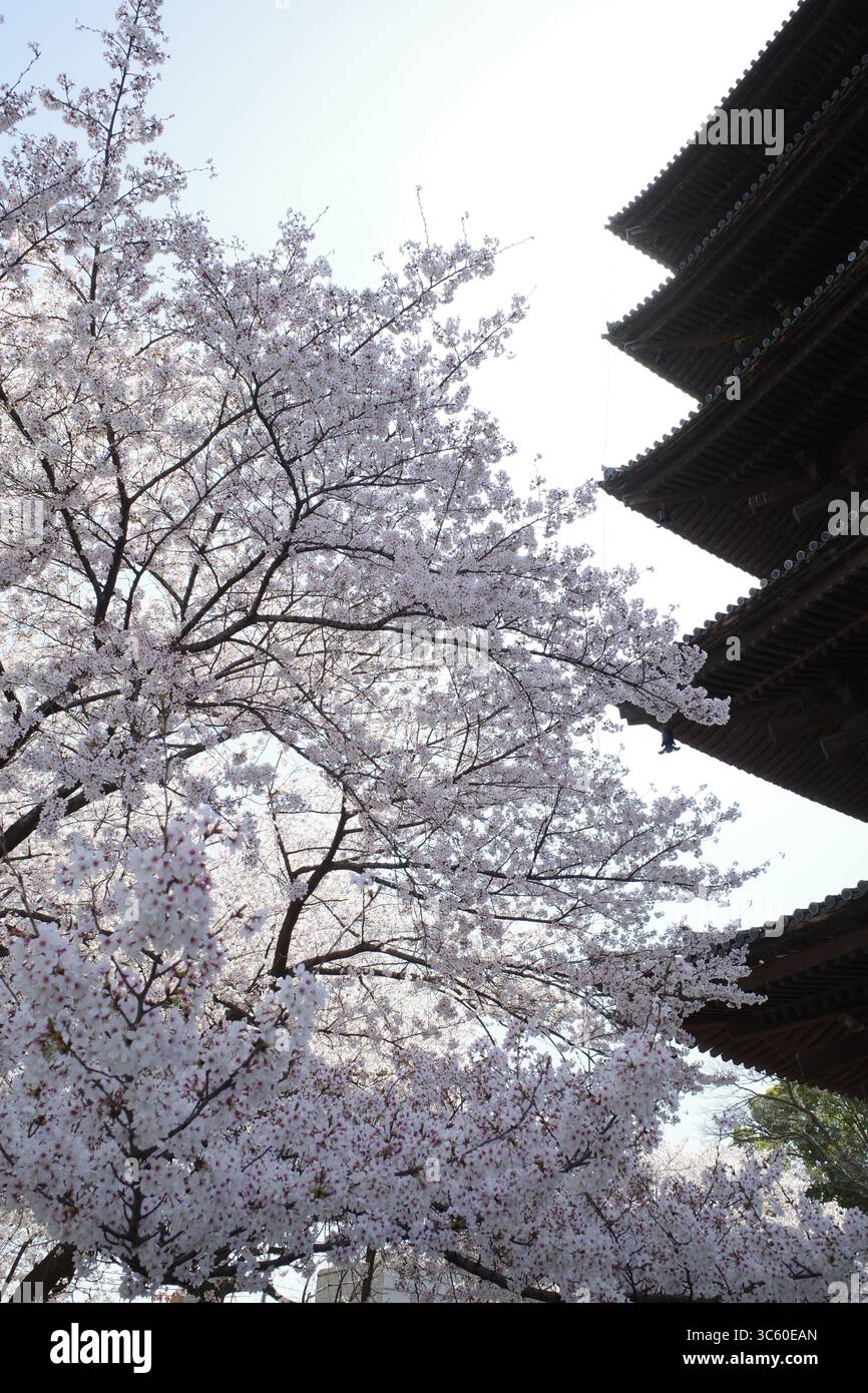 Japanese Sakura (cherry blossoms) and beautiful Japanese spring scenes ...