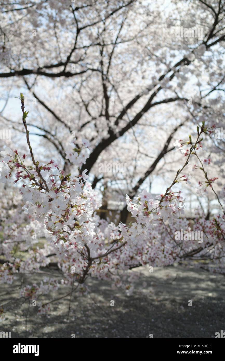 Japanese Sakura (cherry blossoms) and beautiful Japanese spring scenes ...