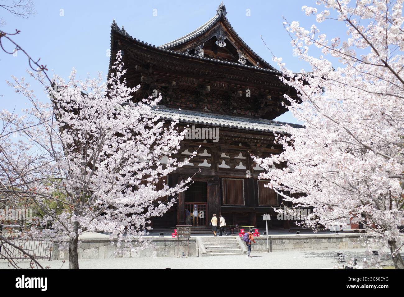 Japanese Sakura (cherry blossoms) and beautiful Japanese spring scenes ...