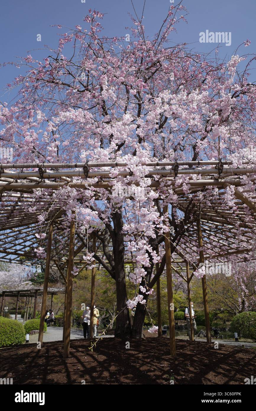 Japanese Sakura (cherry blossoms) and beautiful Japanese spring scenes ...