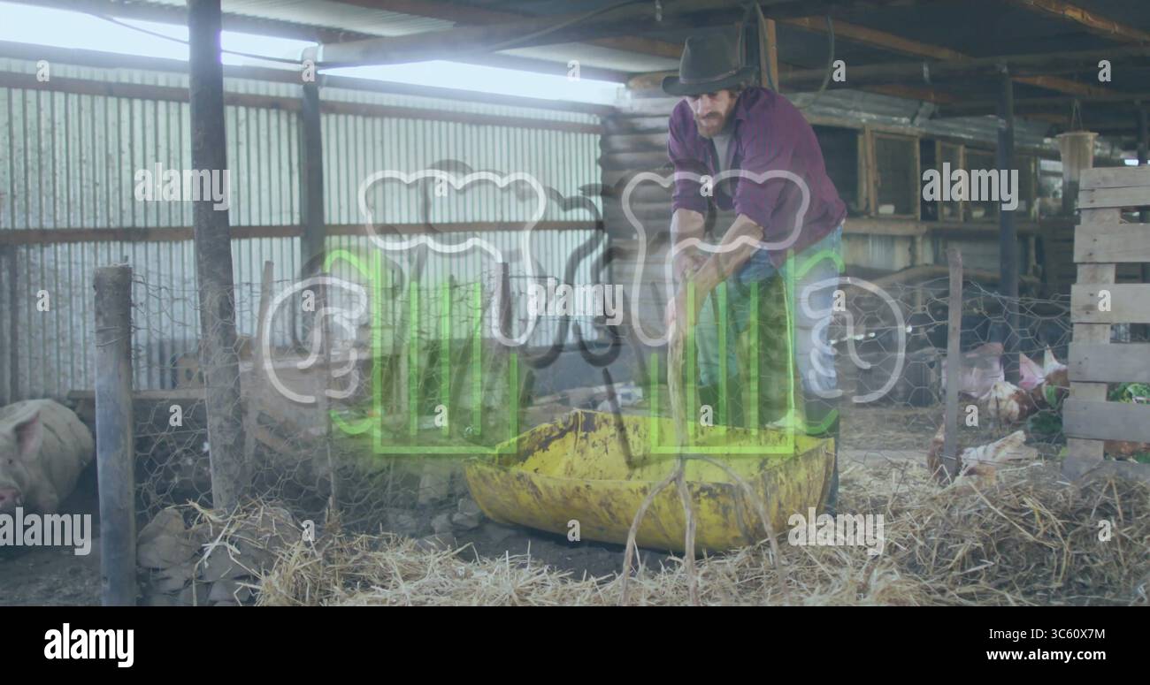 Shoveling straw farmer wearing hat filling yellow plastic trough inside ...