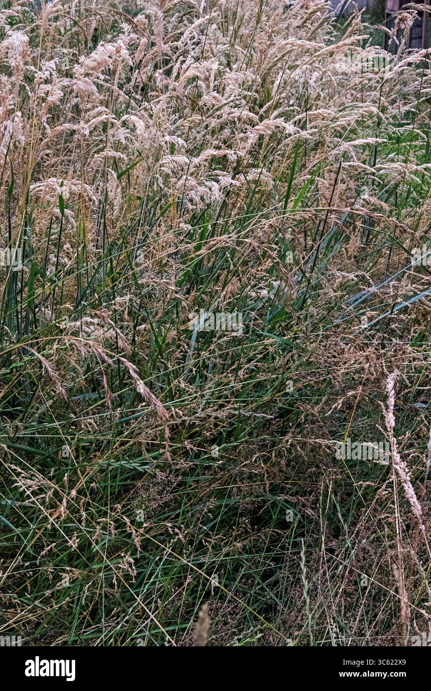 Dry wheat grass growing background hi-res stock photography and images ...