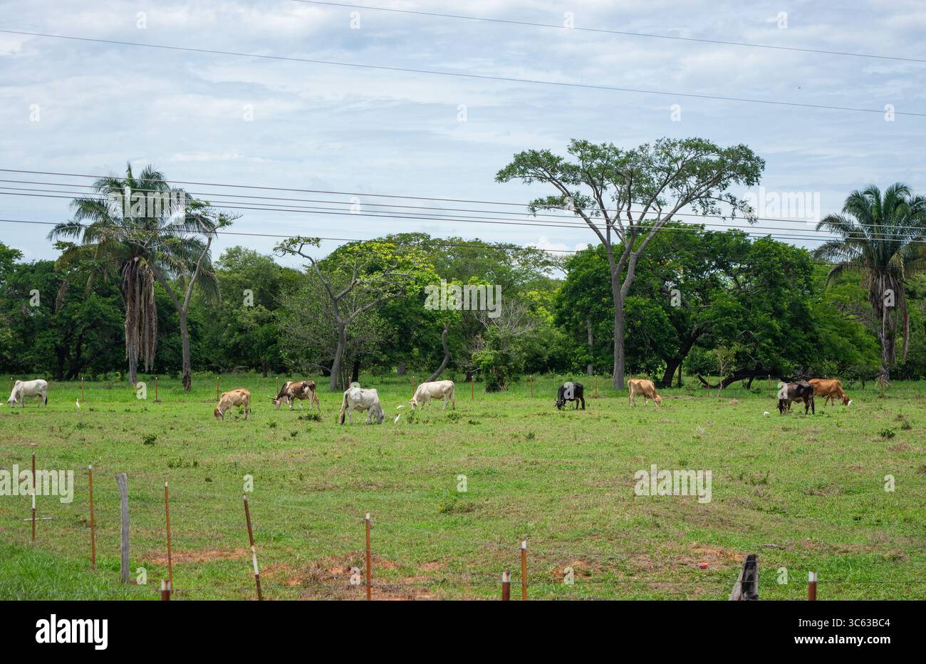 A serene landscape in Casanare, Colombia featuring cows grazing ...
