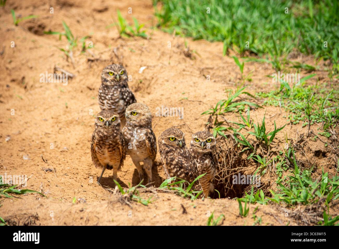 Group burrowing owls standing hi-res stock photography and images - Alamy