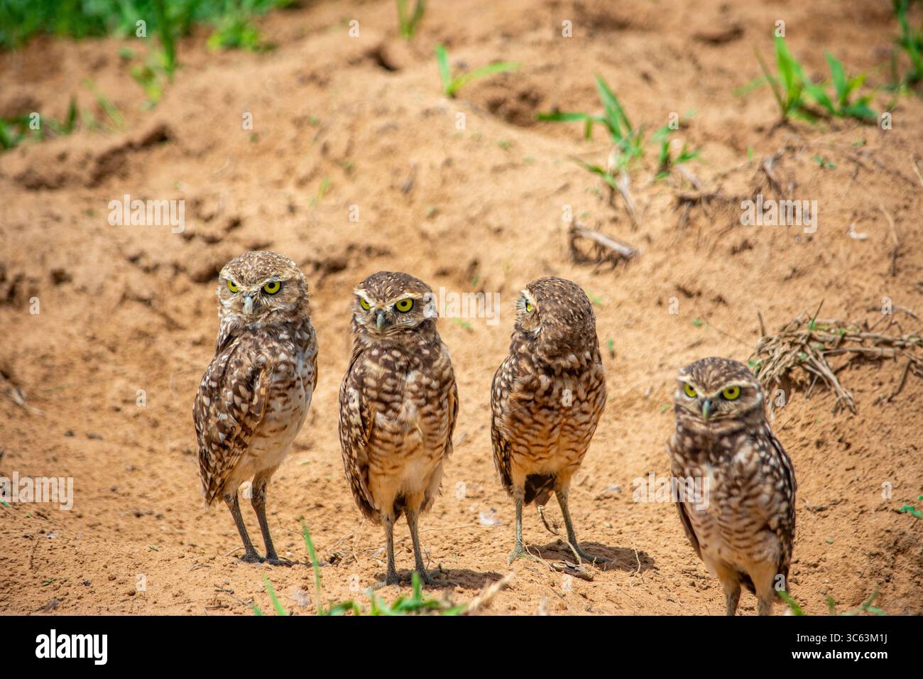 Four burrowing owls hi-res stock photography and images - Alamy