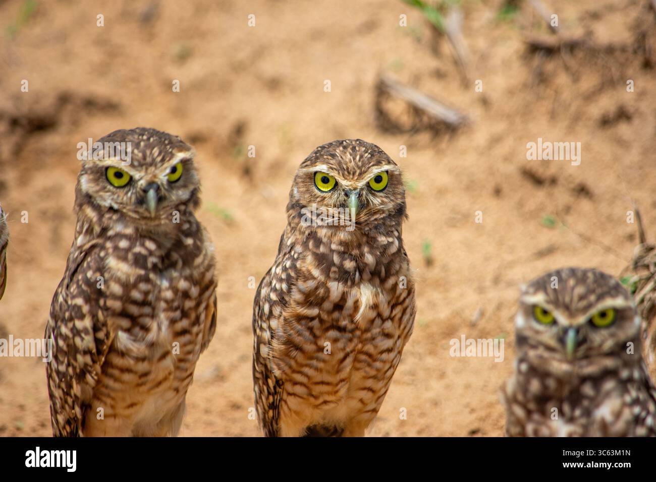 A trio of burrowing owls standing on sandy ground, showcasing their ...