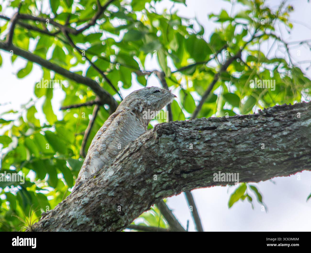 A bird blending into a tree branch amidst vibrant green leaves in ...